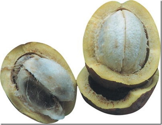 FRUTAS BRASIL: Cultura do Bacuri